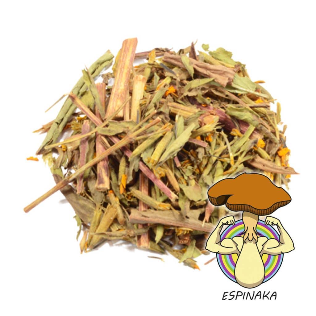 HOJAS DE CHACRUNA (PSYCHOTRIA VIRIDIS) ESPINAKAGROW